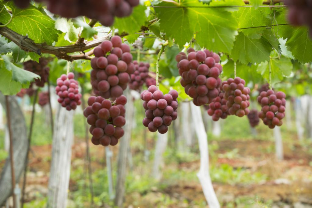 石川県の特産である「ルビーロマン」とは、何の品種？ | ご当地情報局